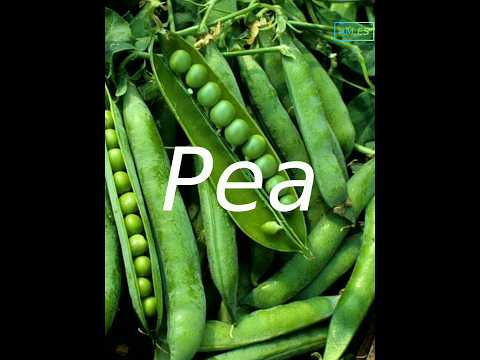 corn name & picture number one #shorts #shortvideo #youtubeshorts #education #subscribe #video