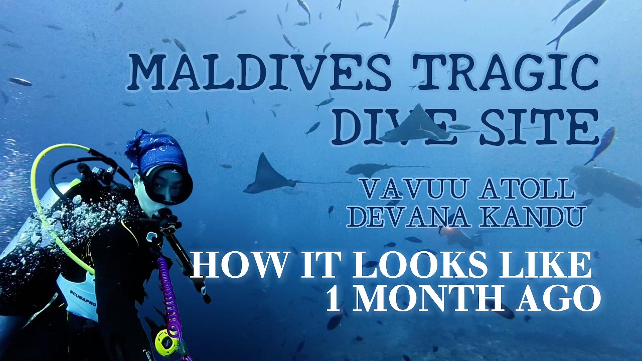 Diving the Tragic Maldives Site: Inside Devana Kandu (Vaavu Atoll) Underwater Footage & Safety Tips