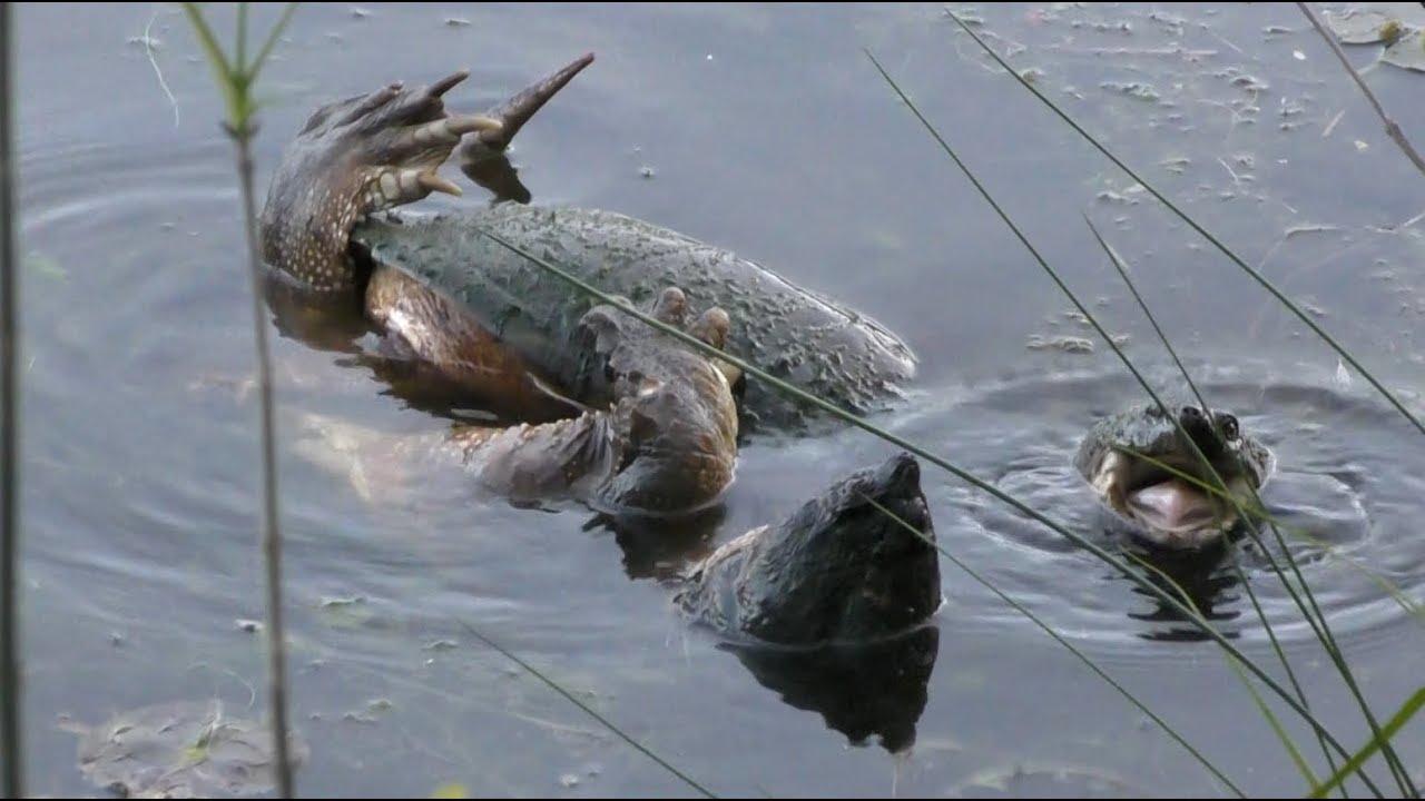 Snapping Turtles Mating, 5/18/2019 (HD)