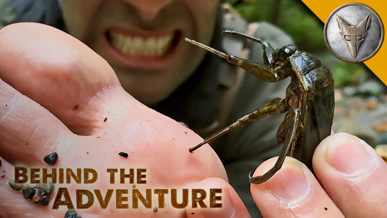 TOE-BITER! Giant Water Bug!