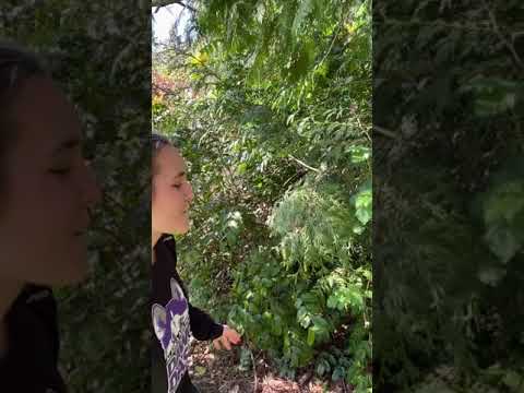 Western Redcedar