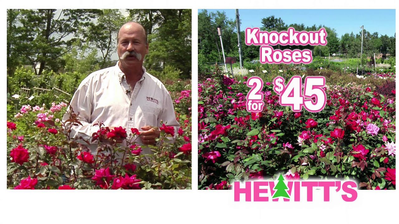 Hewitts Garden Centers Roses Commercial 2015