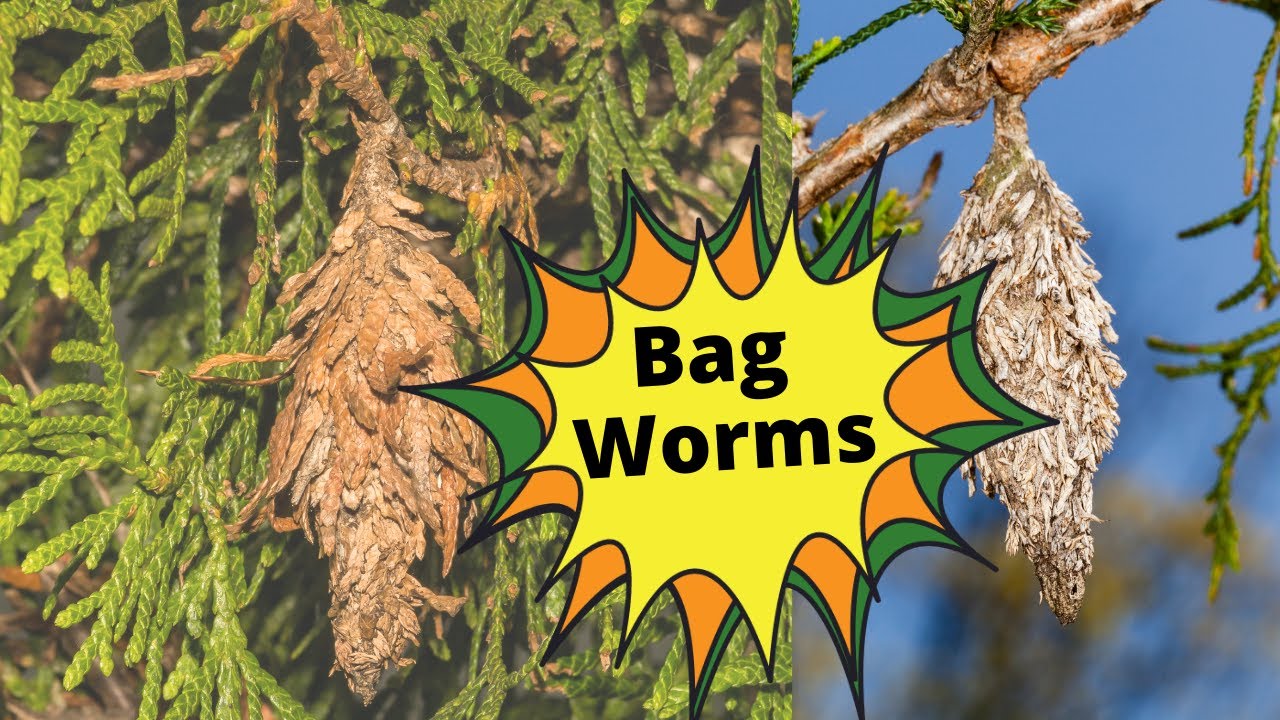 Identifying Bagworms On Arborvitaes