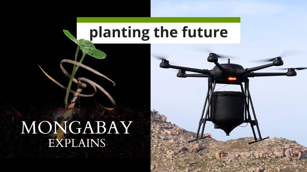 How high-tech tools are used for successful reforestation | #MongabayExplains