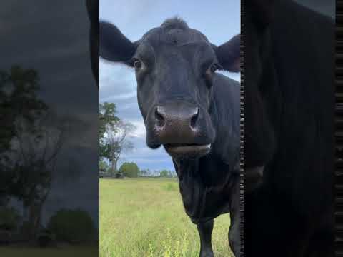 Cow chewing cud.