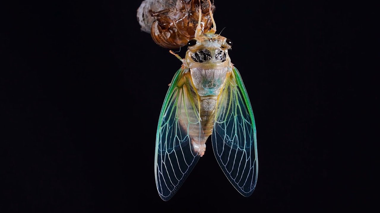 The transformation of a beautiful cicada 【Time-lapse photography】