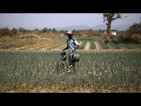 Challenges of farmers under the spotlight at COP 27 | Africanews