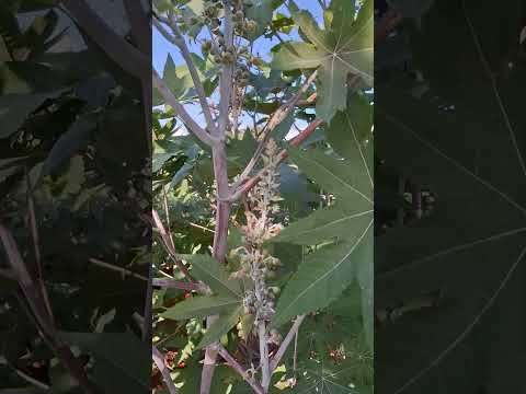 What is the name of this plant?