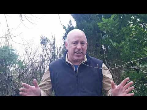 The sick tree – Hope For Youth Ministries