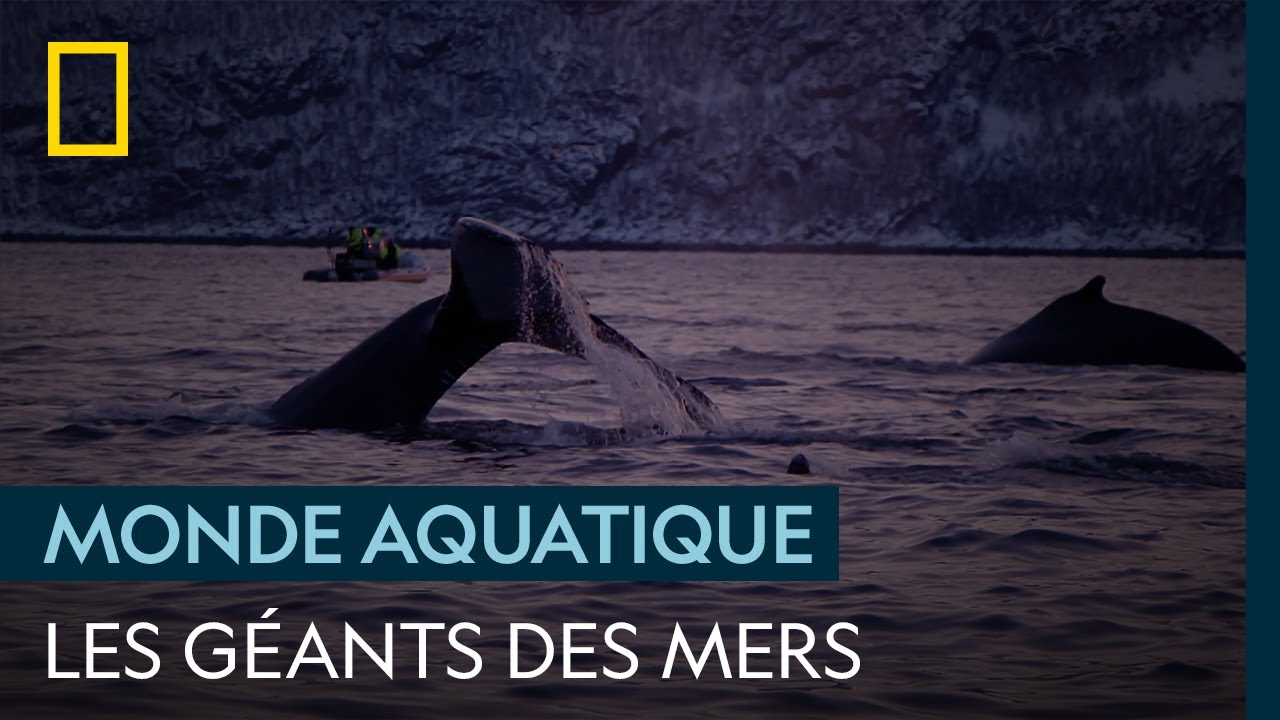 Ces géants des mers viennent chercher ce qui leur appartient