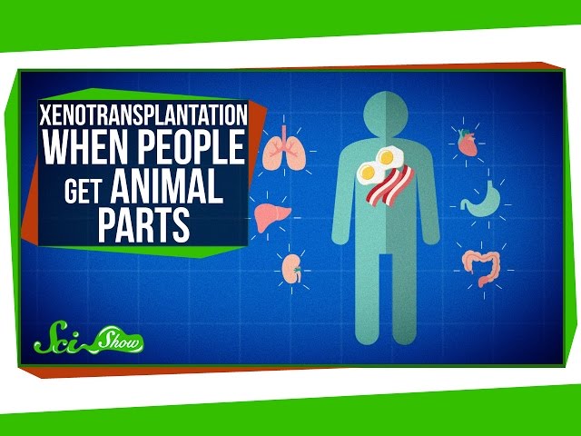 Who is David Bennett? Man receives heart transplant from genetically ...