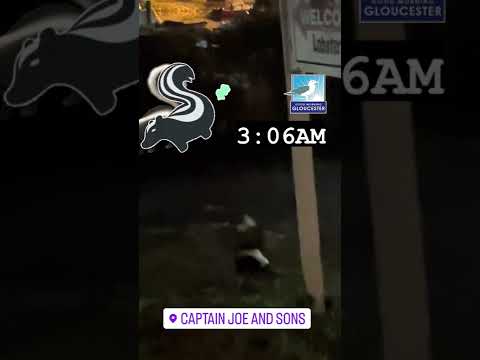 I had to wait out this skunk at 3AM – Good Morning Gloucester