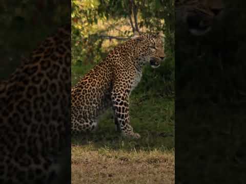 Witness the Wild leopard Like Never Before | Savage Kingdom Full Episode | Nat Geo WILD
