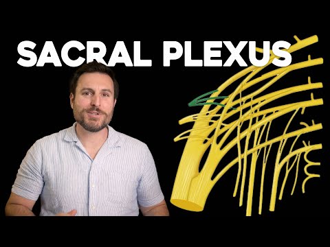 The Sacral Plexus, Explained | Corporis