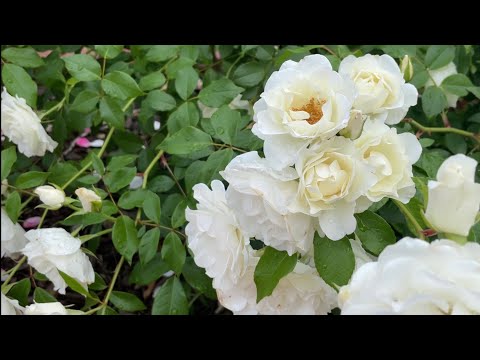 Iceberg Rose