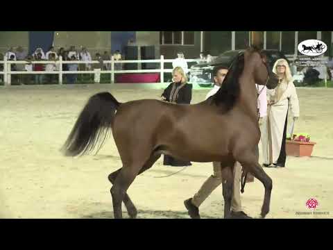 N.181 TEZKAR ALKHASHAB - The 13th Makkah International Region Championship - Colts 2 Years Old (...