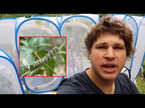 My Caterpillar Army: All my caterpillars in ONE video