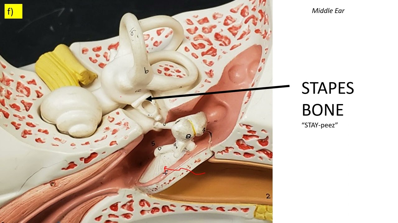 Ear Model PowerPoint  Jun 13, 2024 (Lab Lecture Recording)