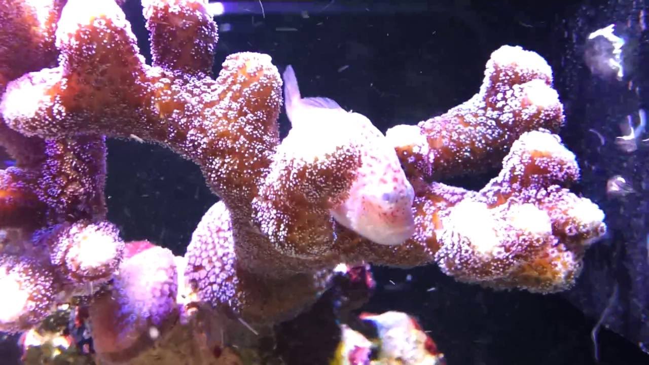Fancy Gumdrop Coral Croucher