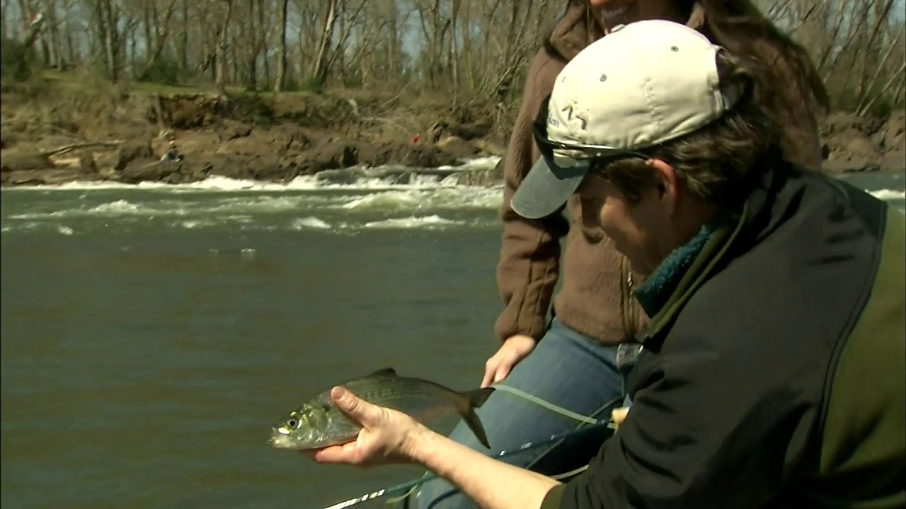 How To Catch Shad With A Fly | Part 2