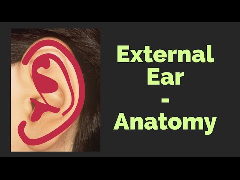 Pinna | Anatomy of External Ear | Ear Nose Throat