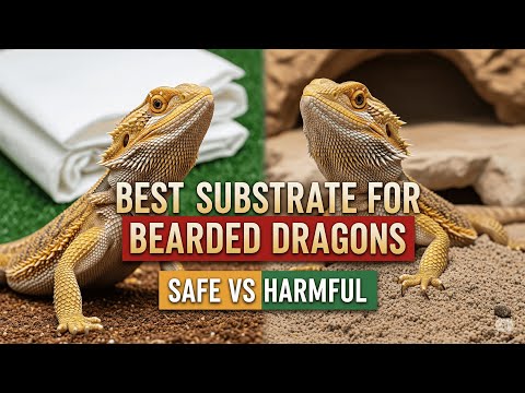 Bearded Dragon Substrate: The #1 Choice & 3 You MUST AVOID! (Is Yours SAFE?)