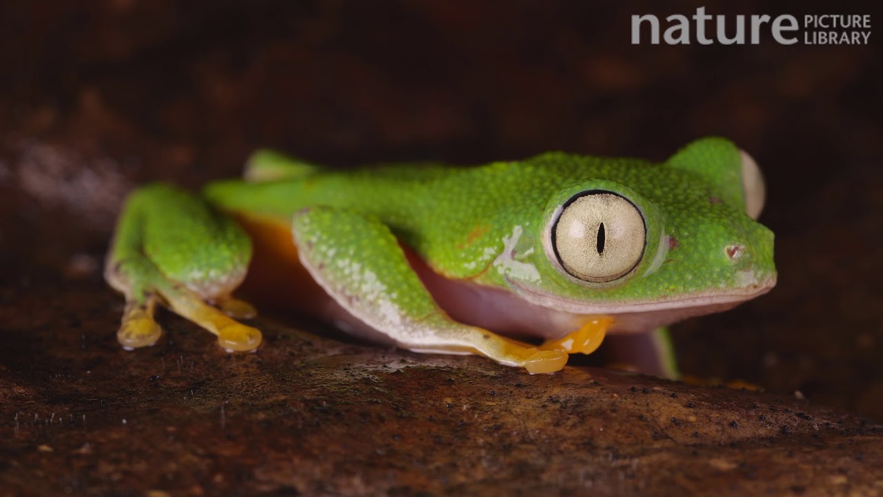 Leaf frog blinking its eyes, Amazon rainforest, Orellana Province, Ecuador.