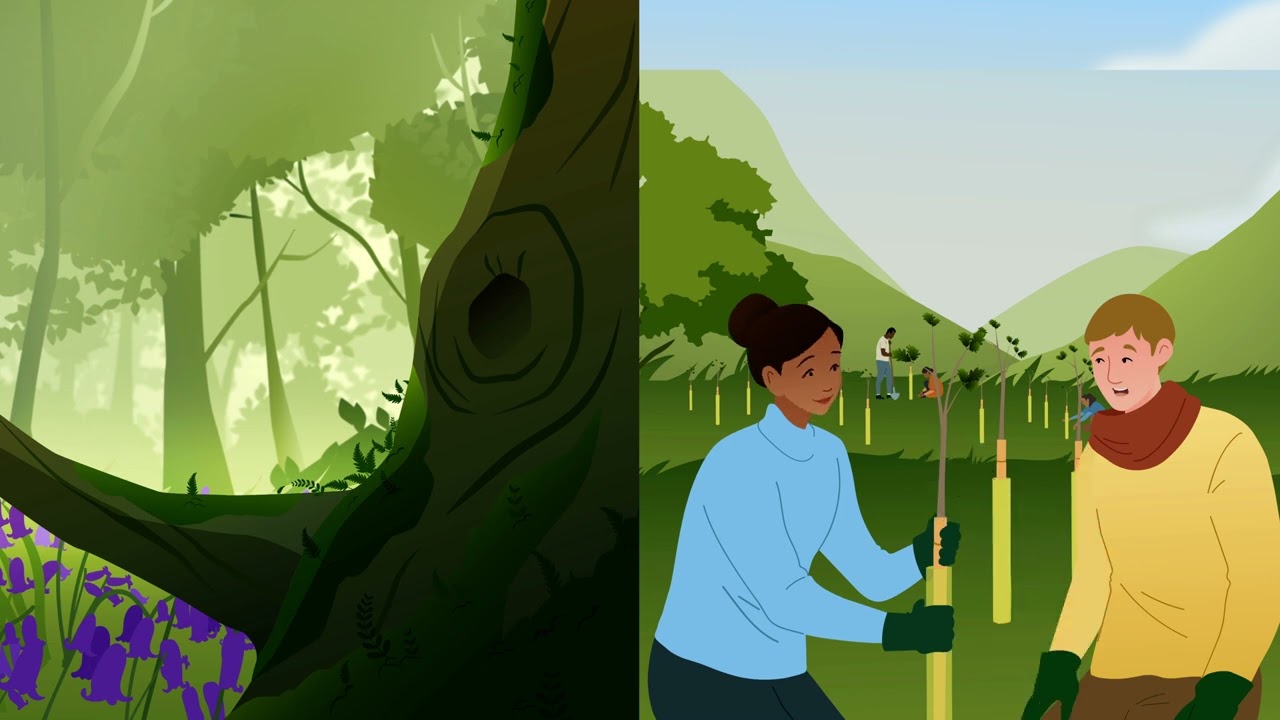 A 100-year temperate rainforest restoration programme