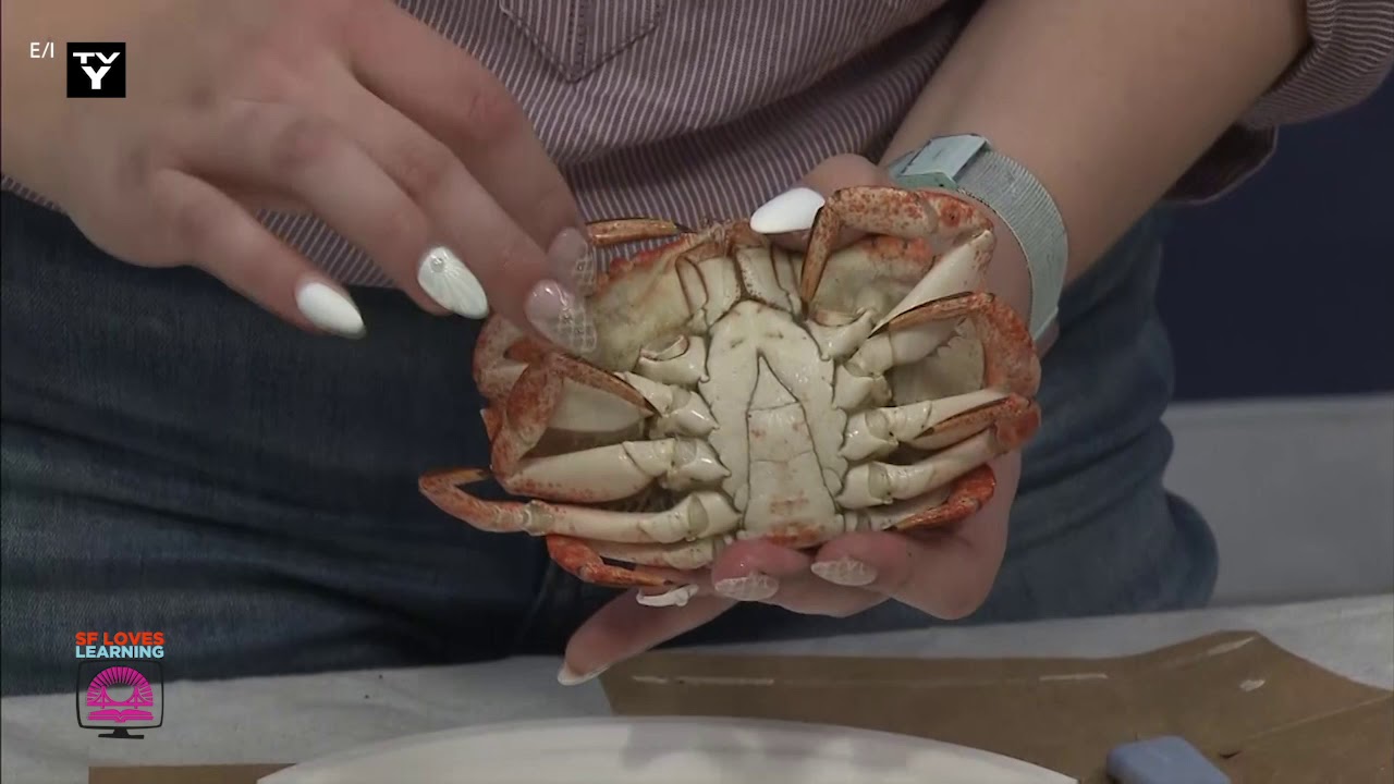 Crab Dissection 2/18/2021