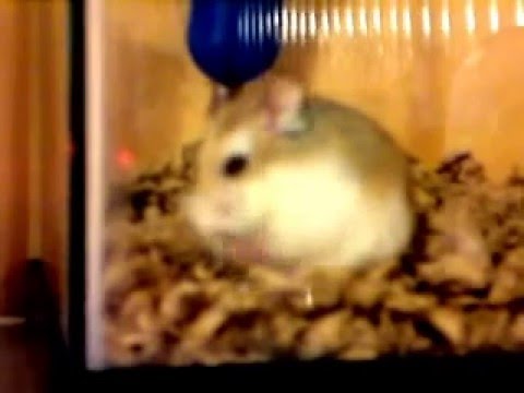 Robo Ham Finger Pyramid of Contemplation | Roborovski Hamsters