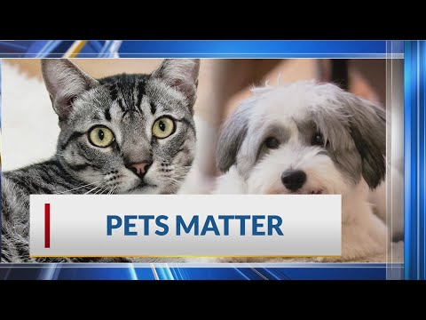 Pet Health: Pet Skin masses