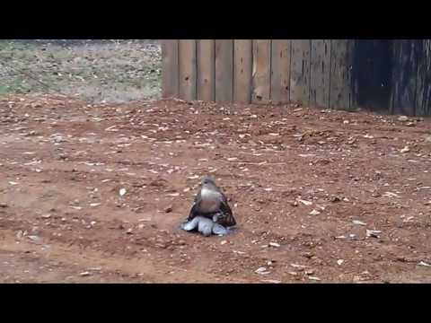 Hawk vs dove