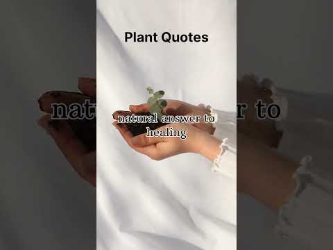 #Plant Quotes#Growing poppy Plant from seeds