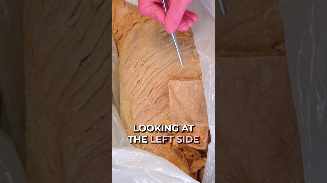 What Your Butt is Really Made of!
