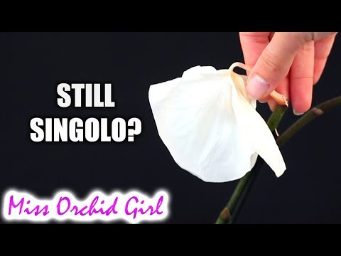 Phalaenopsis Singolo Orchid update - should I say Multiplo?