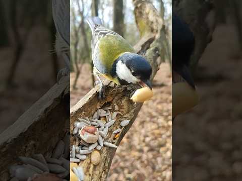 Bigger is better. Great tit #bird #birding #birdlife #birdcam #birdfeeding #birdshorts