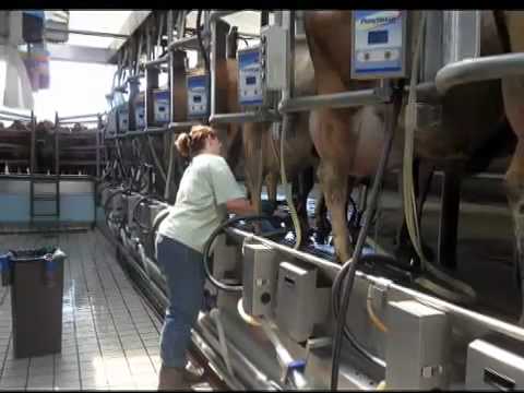 Audio Slideshow | The Cal Poly Dairy