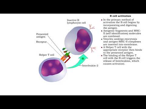 B cells and antibodies
