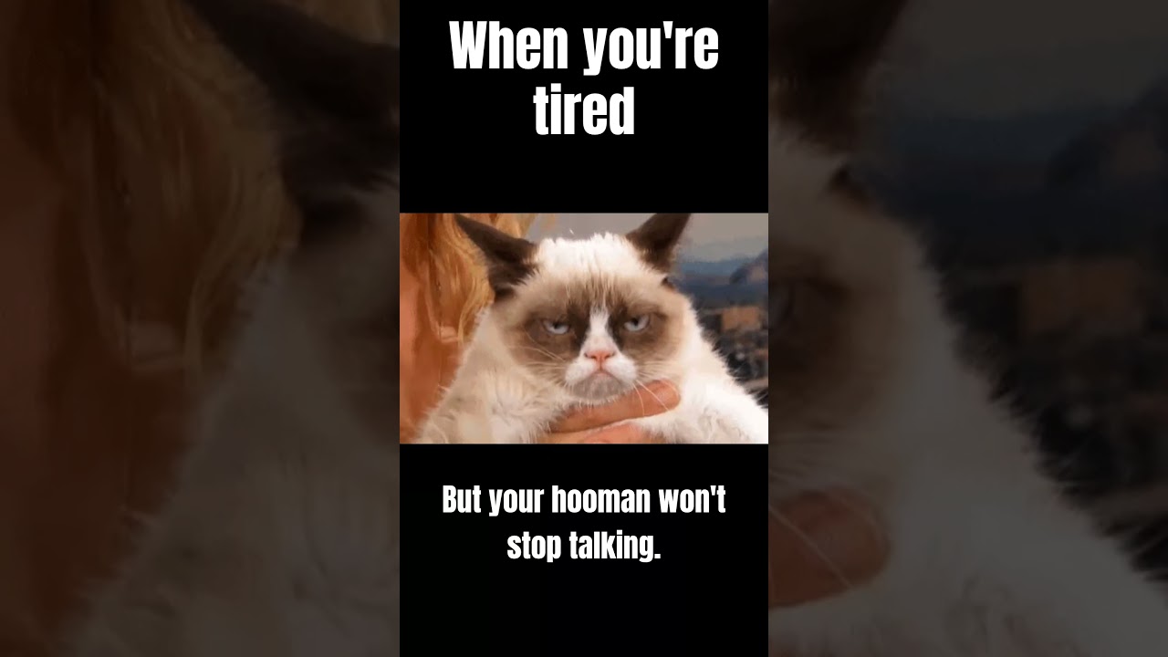 Grumpy Cat Meme #grumpycat #meme #funnycat #wholesome #wholesomememes #cats #shorts #memes
