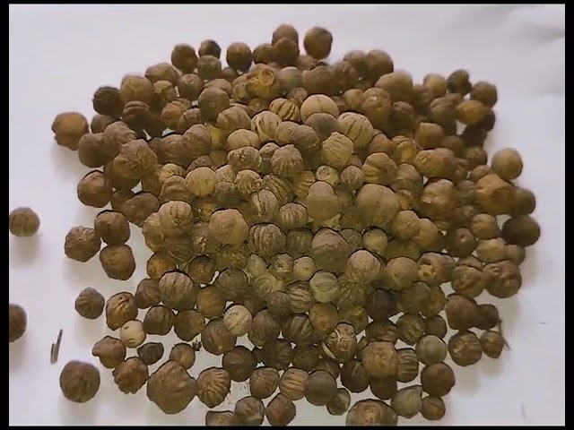 Forestry Seed - Subabool Seed (Leucaena leucocephala) Trader ...