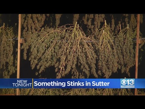 Something Stinks In Sutter County