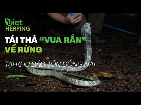 Viet Herping | Herping Tours Throughout Vietnam