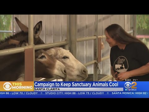 Gentle Barn in need of help to keep animals cool