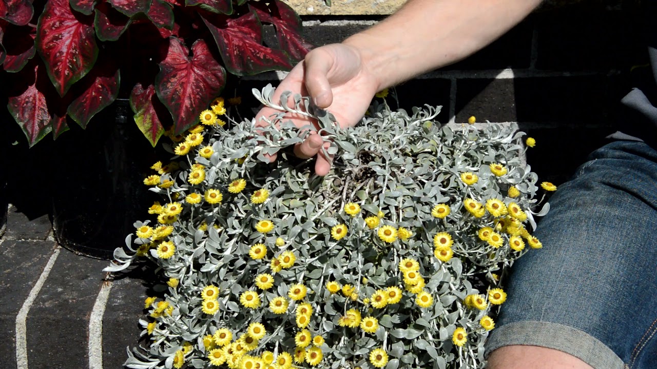 Helichrysum argyrophyllum - Alpines & Small Plants - 2022 Introductions