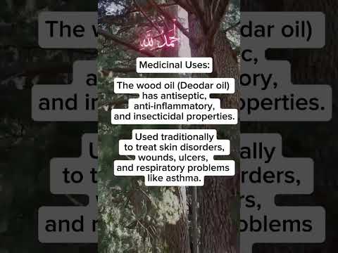 cederus deodara, evergreen coniferous trees#conifer .
