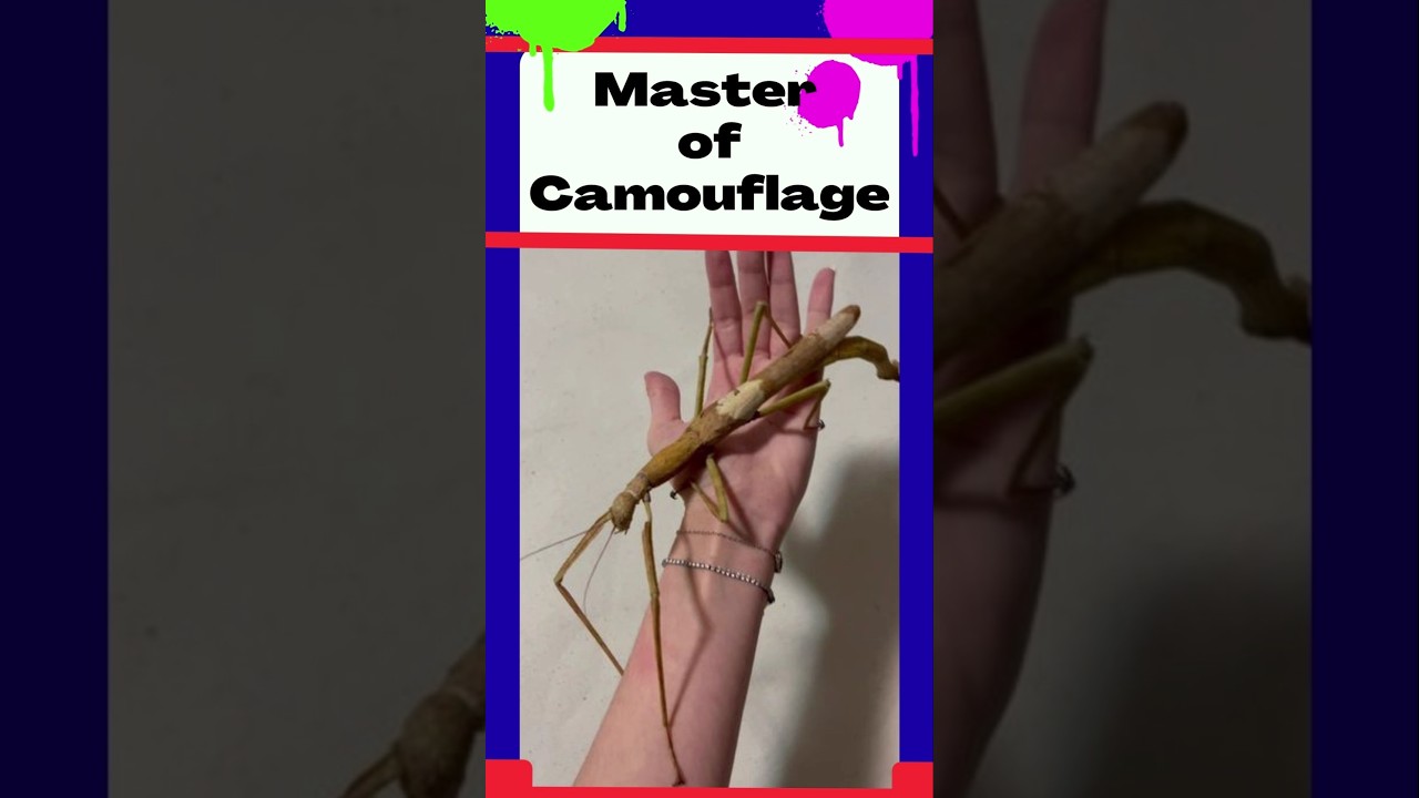 Amazing Stick Insect | Master of Camouflage 🪵🦗#facts #animals #Shorts