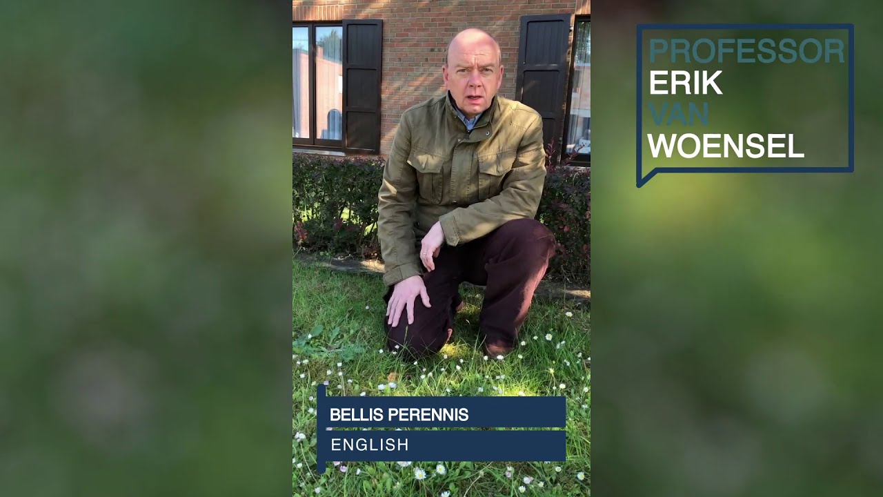 Bellis Perennis. English