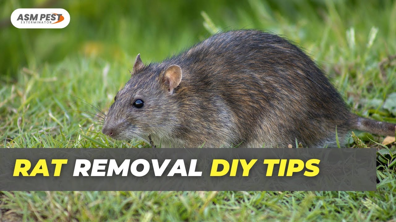 Top 5 Rodent Control DIY Tips