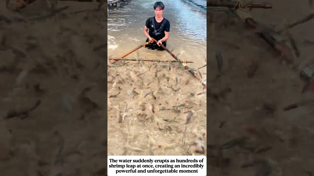 Hundreds of shrimp jumping at once creating an intense fishing moment