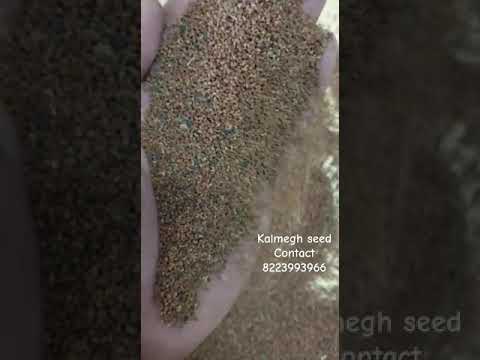 Kalmegh Plant - Andrographis Paniculata Latest Price, Manufacturers ...